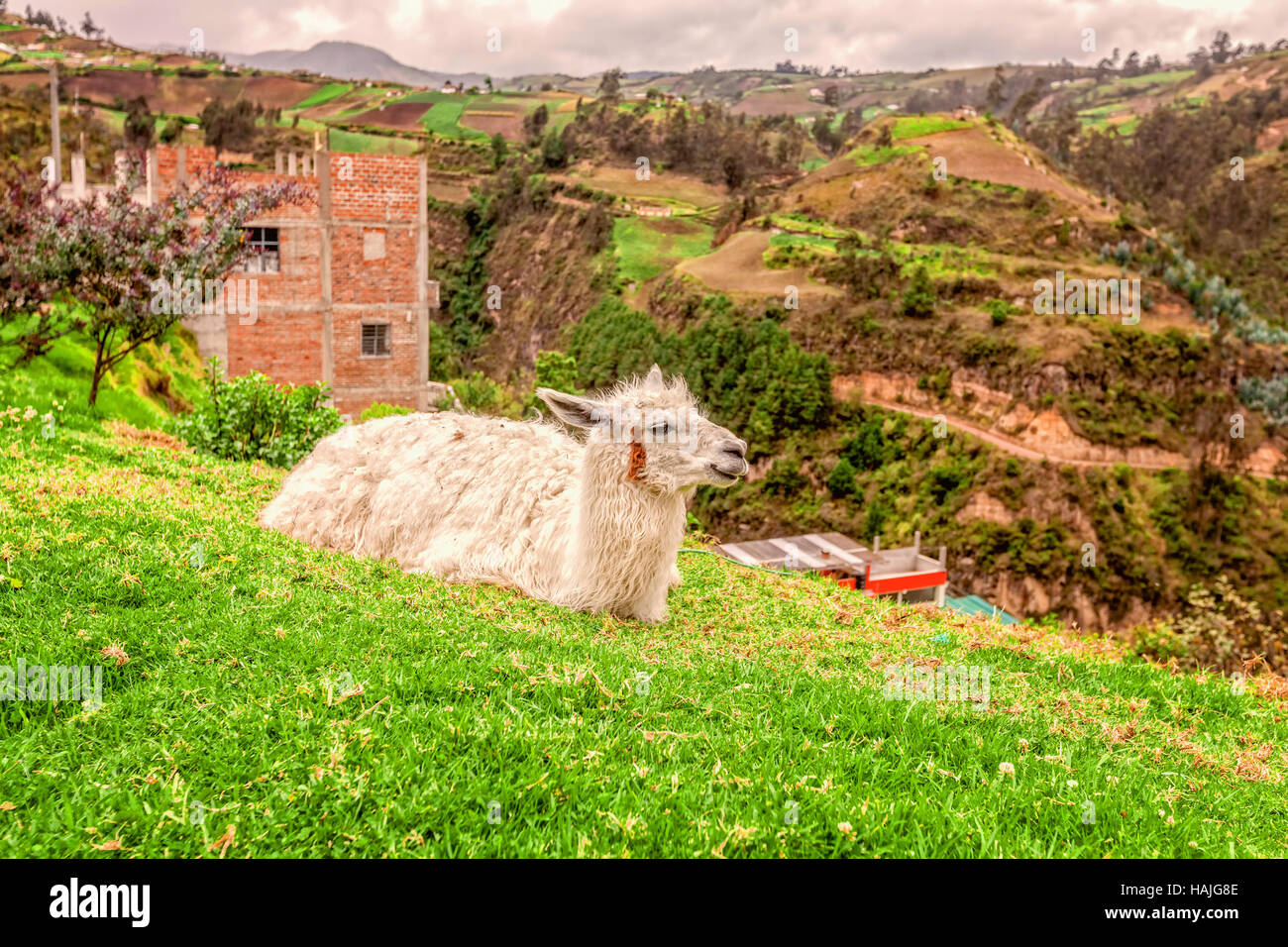 White llama hi-res stock photography and images - Alamy