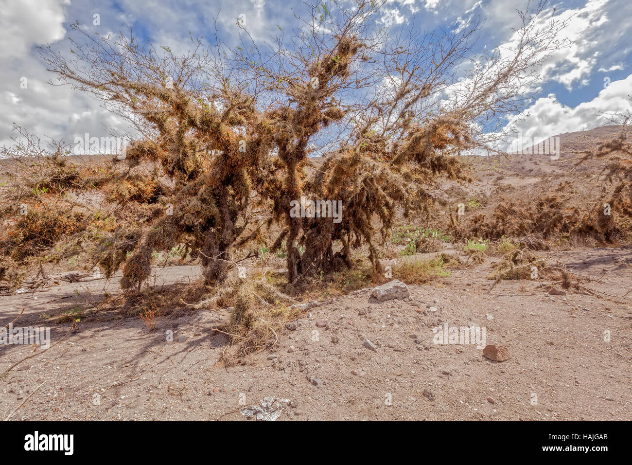Desert Landscape With Giant Thorn Trees And Blue Sky, Ecuador, South ...