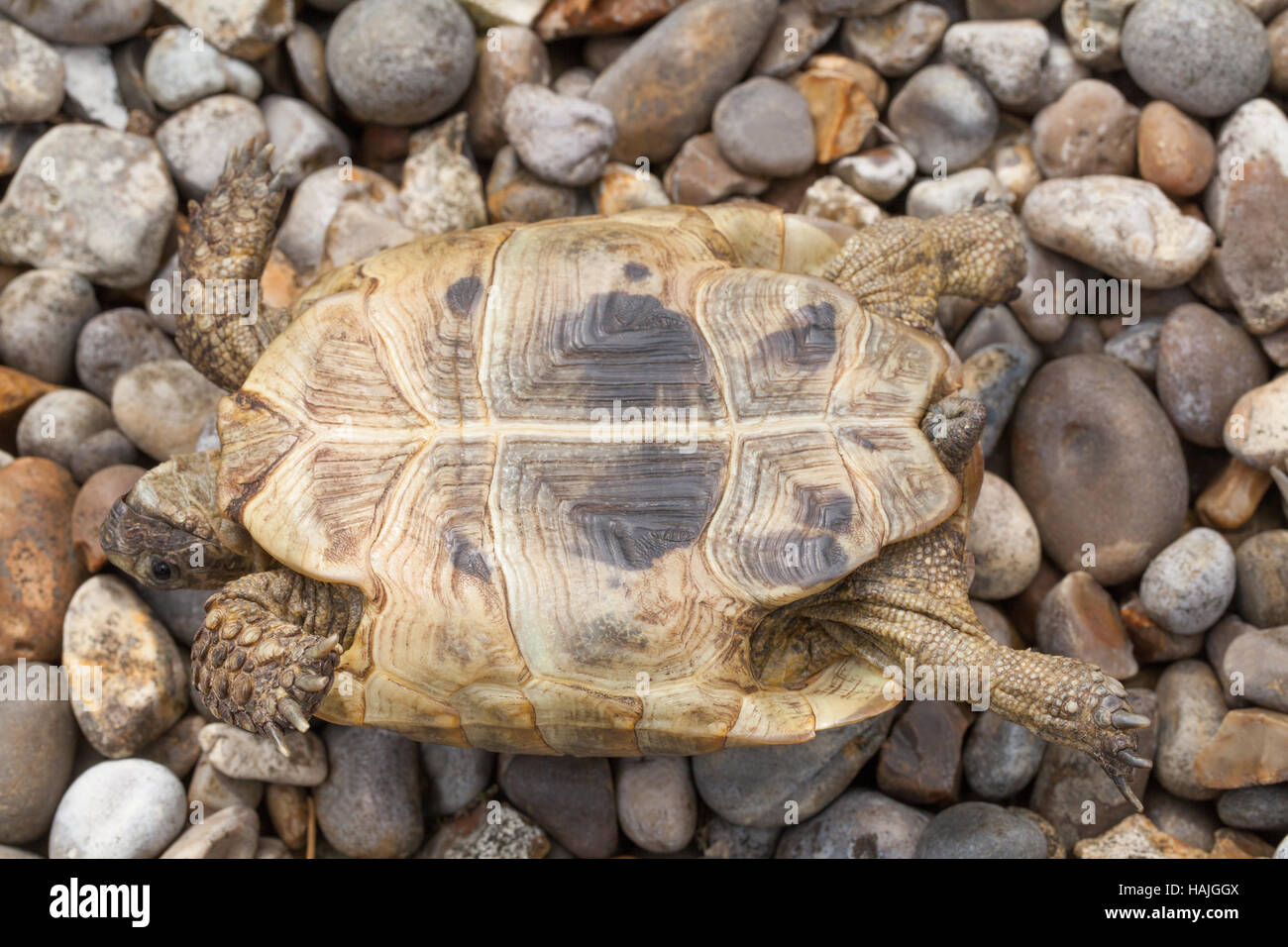 Testudo ibera hi-res stock photography and images - Alamy