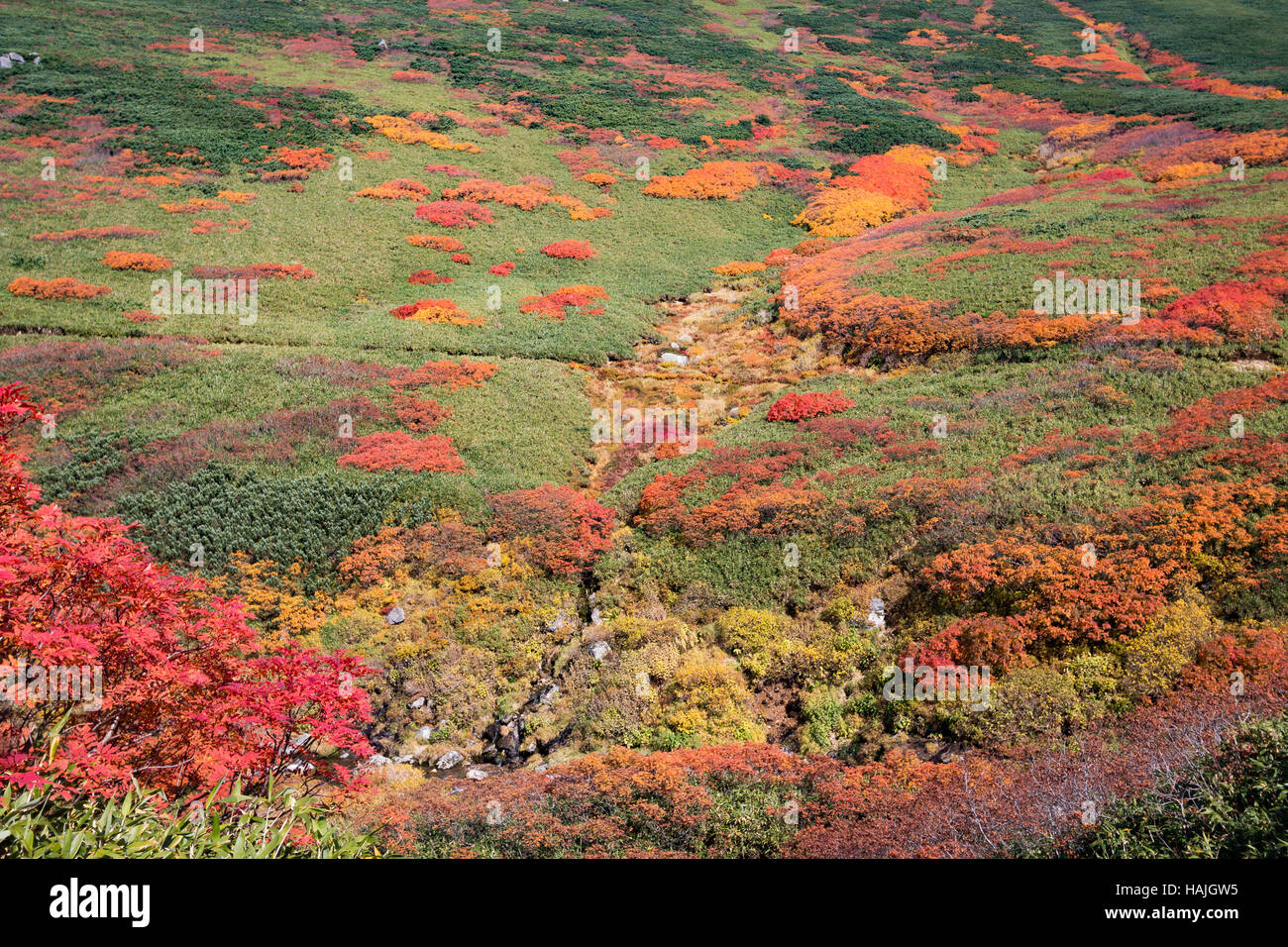Autumn landscape, hillside in autumn colors, Daisetsuzan, Hokkaido ...