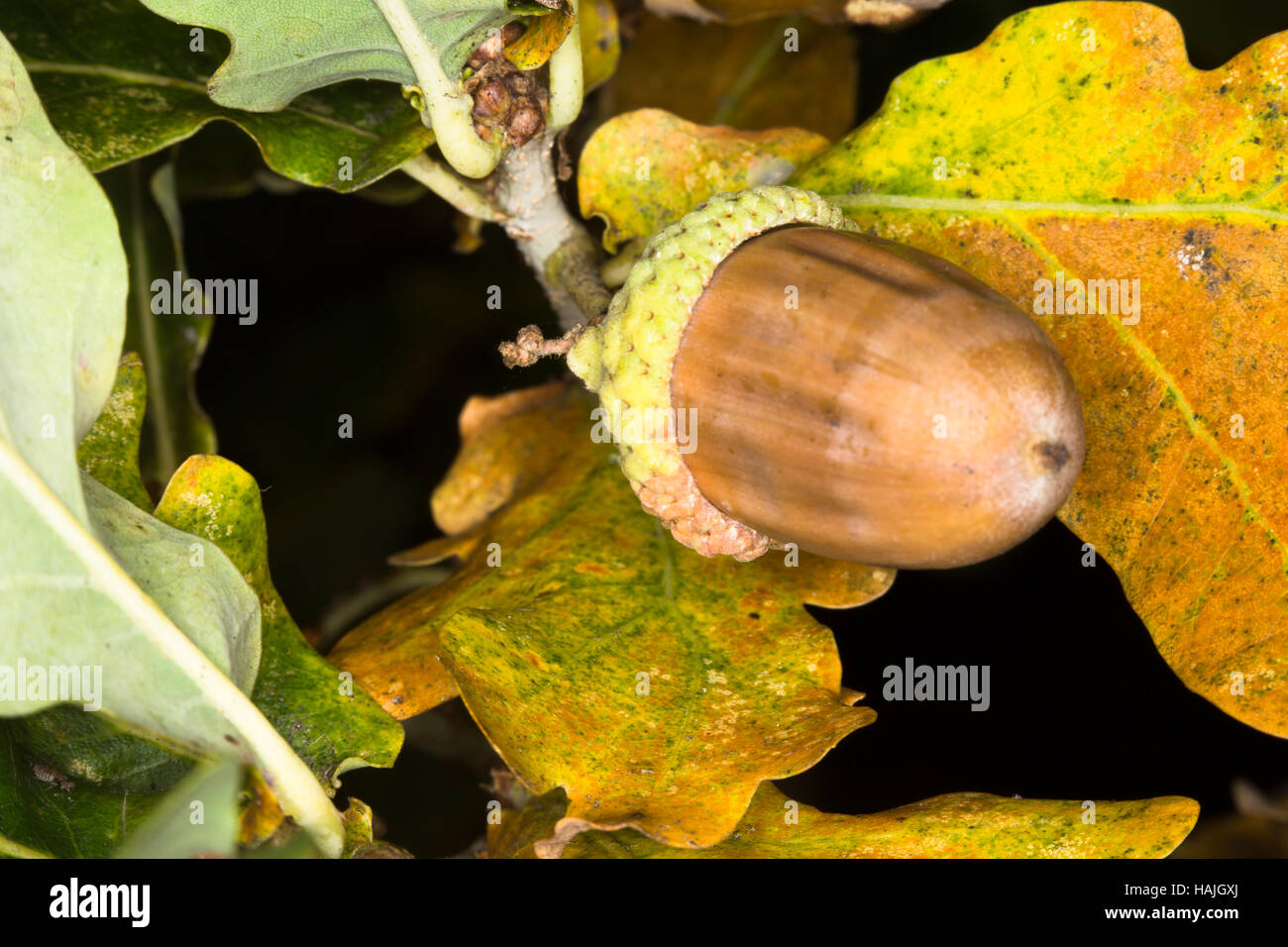 Oak Tree Acorns taken around Durham, England Stock Photo - Alamy