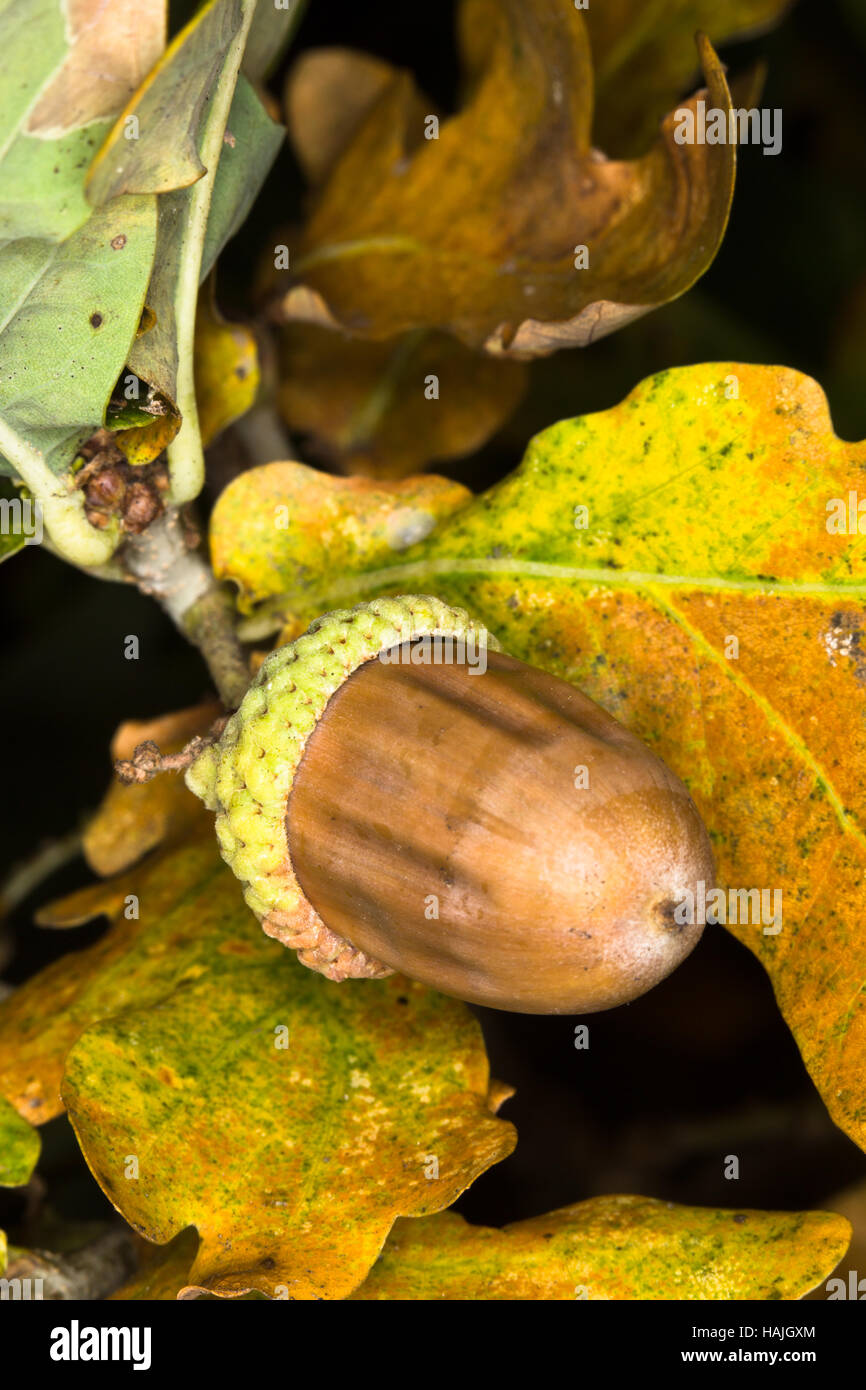 Oak Tree Acorns taken around Durham, England Stock Photo - Alamy