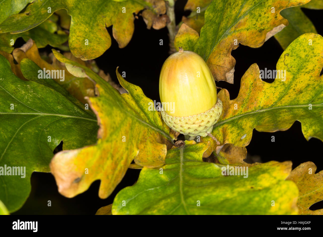 Oak tree mast hi-res stock photography and images - Alamy