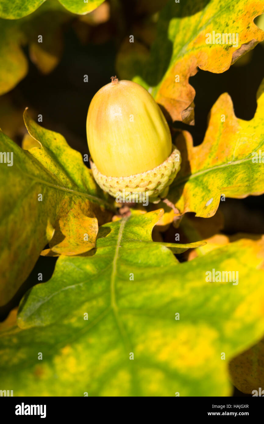 Oak tree acorns hi-res stock photography and images - Alamy