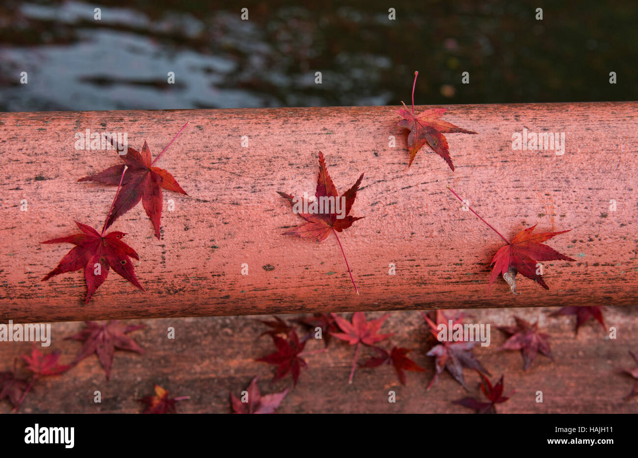 Fallen maple leaves at Daigo-ji Temple, Kyoto, Japan Stock Photo - Alamy