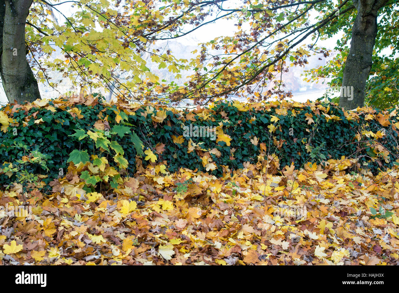 Acer Saccharum. Fallen Sugar Maple tree leaves in autumn over an ivy ...