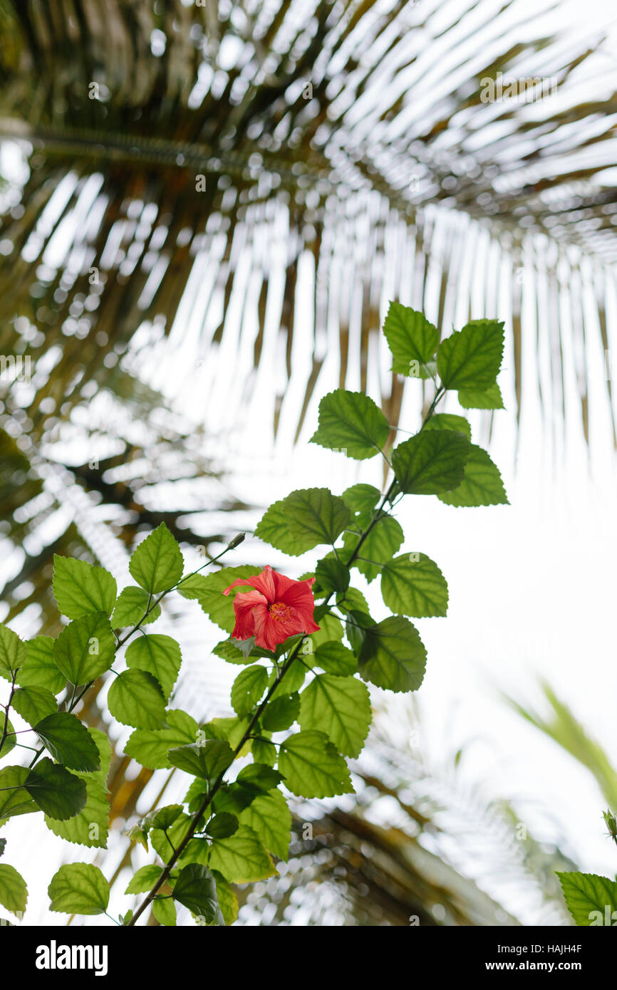 Hibiscus flower in a tropical garden Stock Photo - Alamy