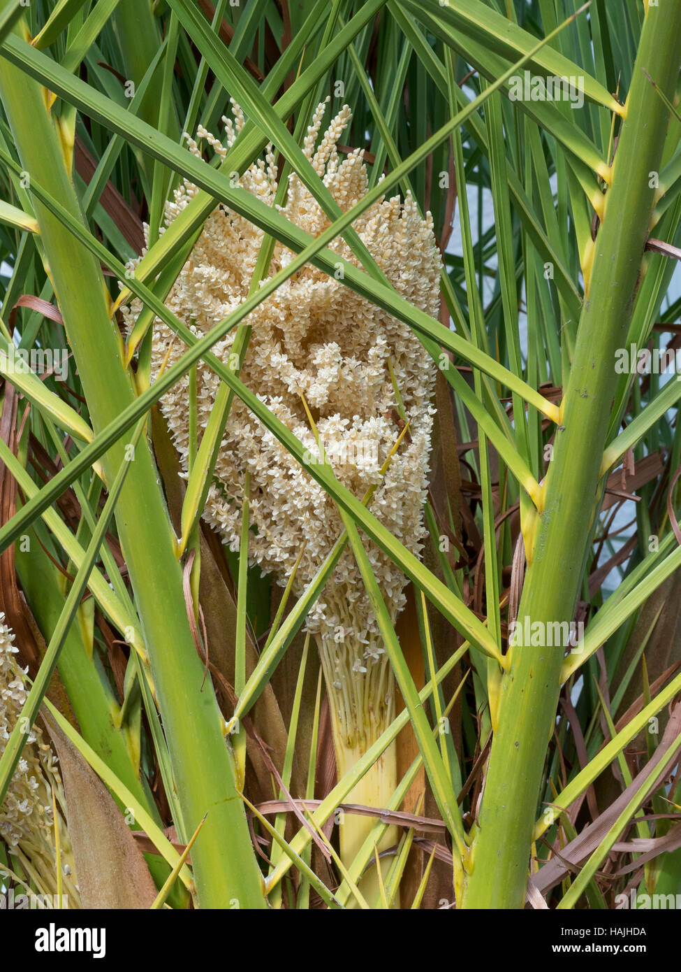 Flower of palm tree hi-res stock photography and images - Alamy