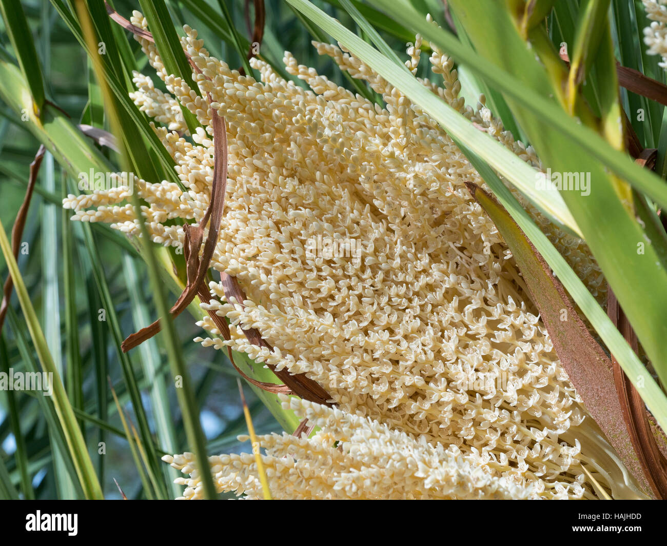 Flower of palm tree Stock Photo - Alamy