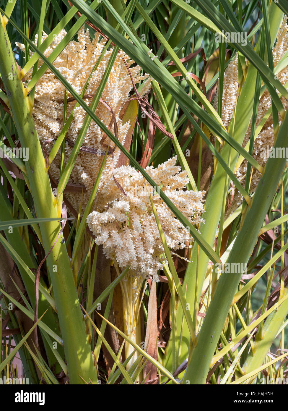 Flower of palm tree Stock Photo - Alamy