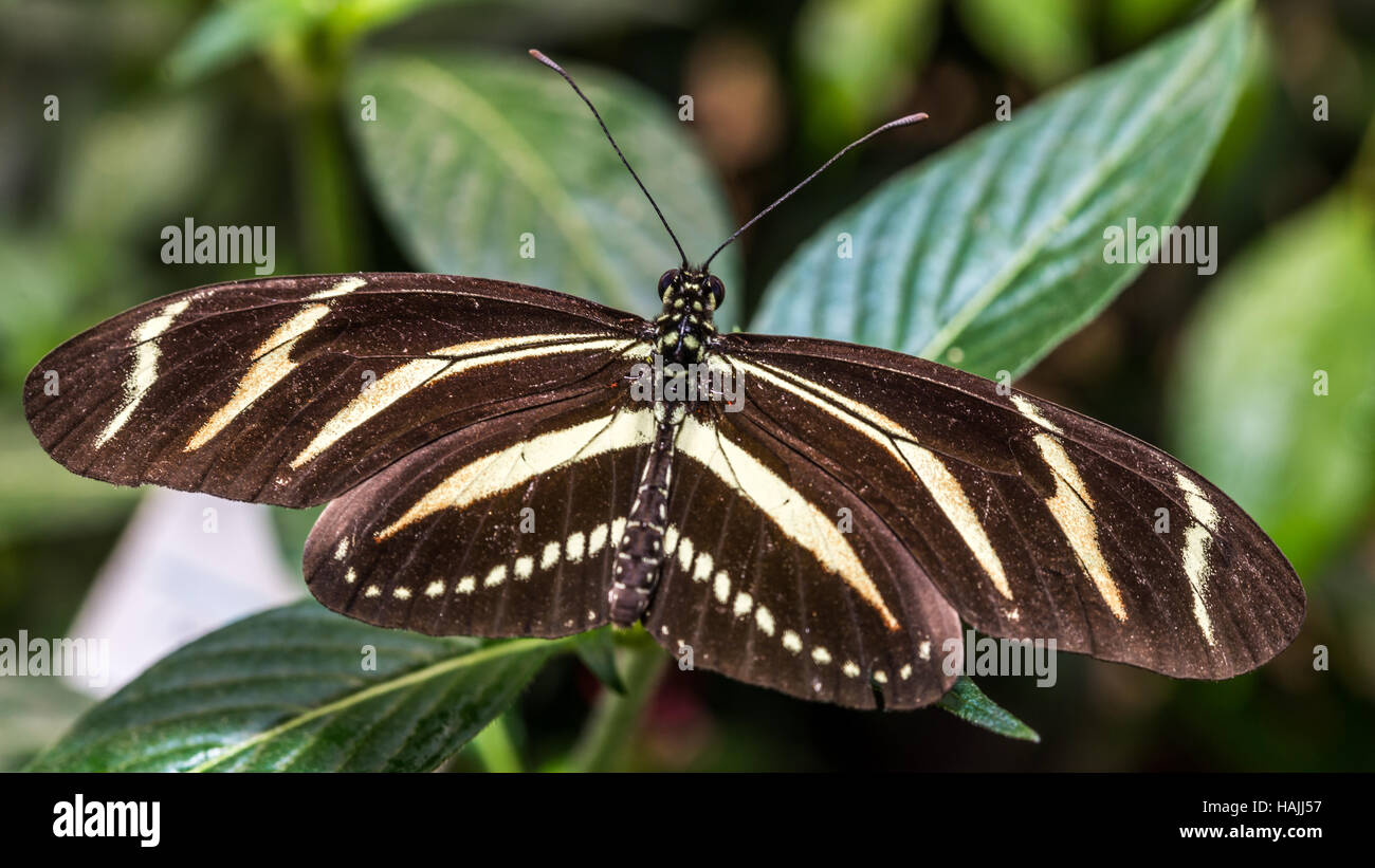 Colourful macro creature hi-res stock photography and images - Alamy