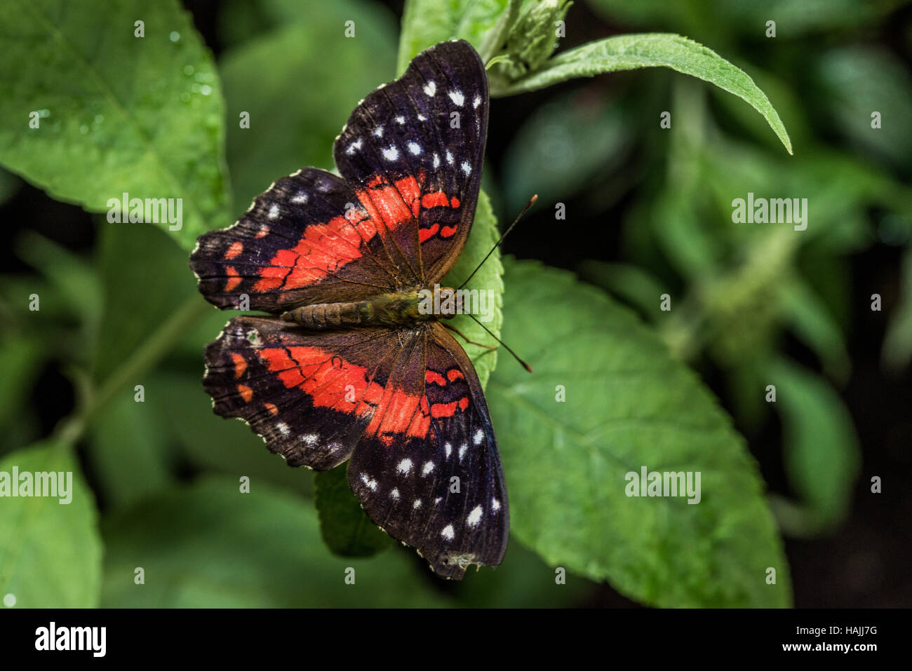 Colourful macro creature hi-res stock photography and images - Alamy