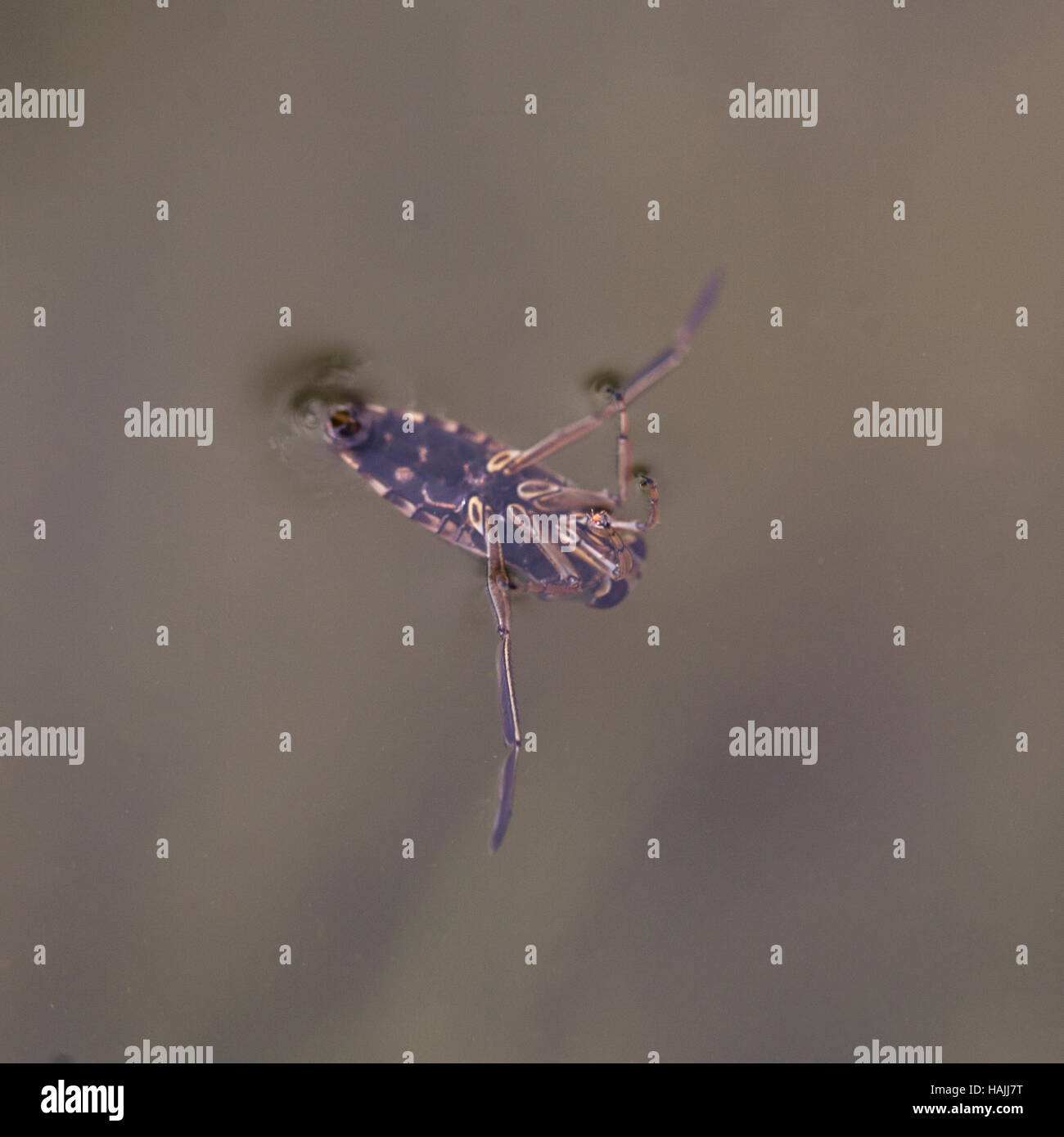 Common Backswimmer, (also known as "water boatmen"), swimming in pond ...