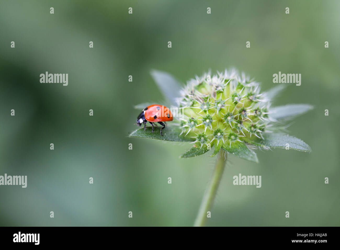 Ladybird on flower Stock Photo - Alamy