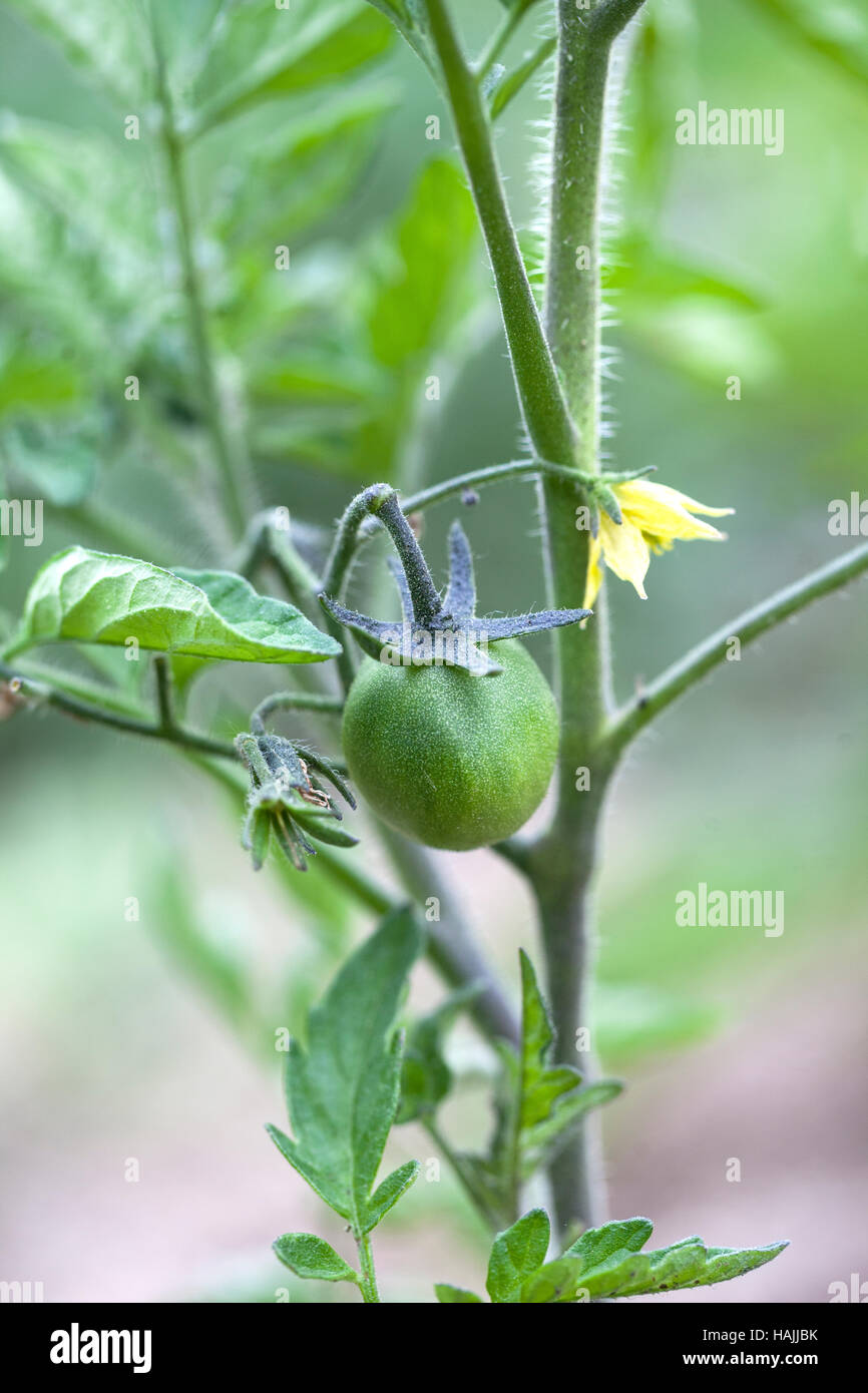 Newborn tomato and flower on branch Stock Photo - Alamy