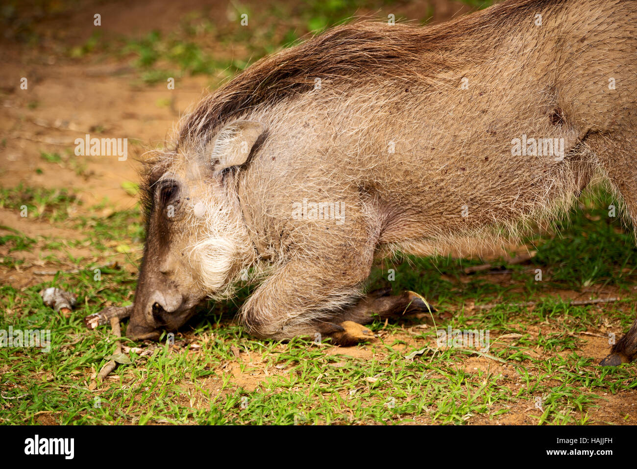 blur in south africa kruger wildlife nature reserve and wild warthog ...