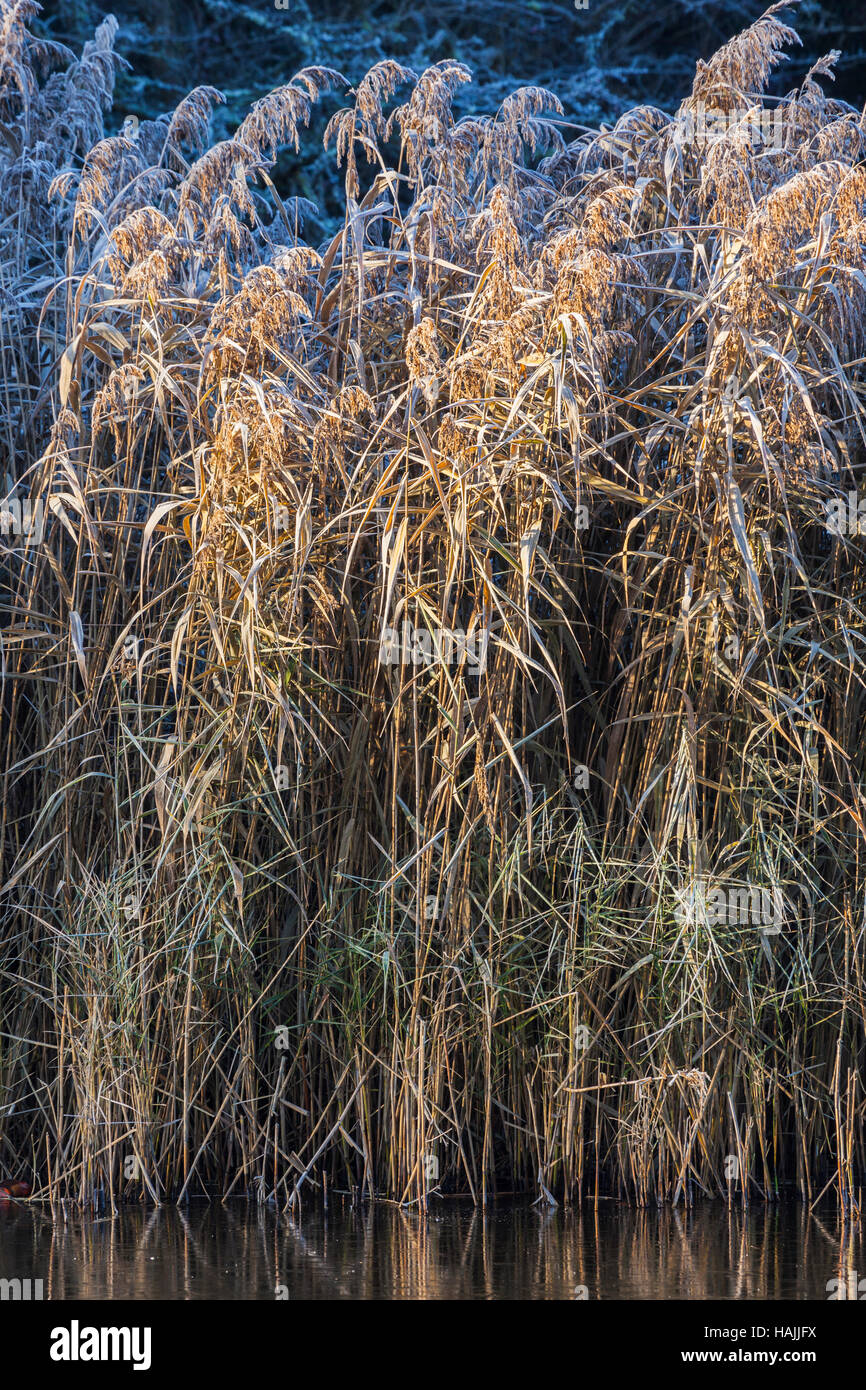 Frosted reeds hi-res stock photography and images - Alamy