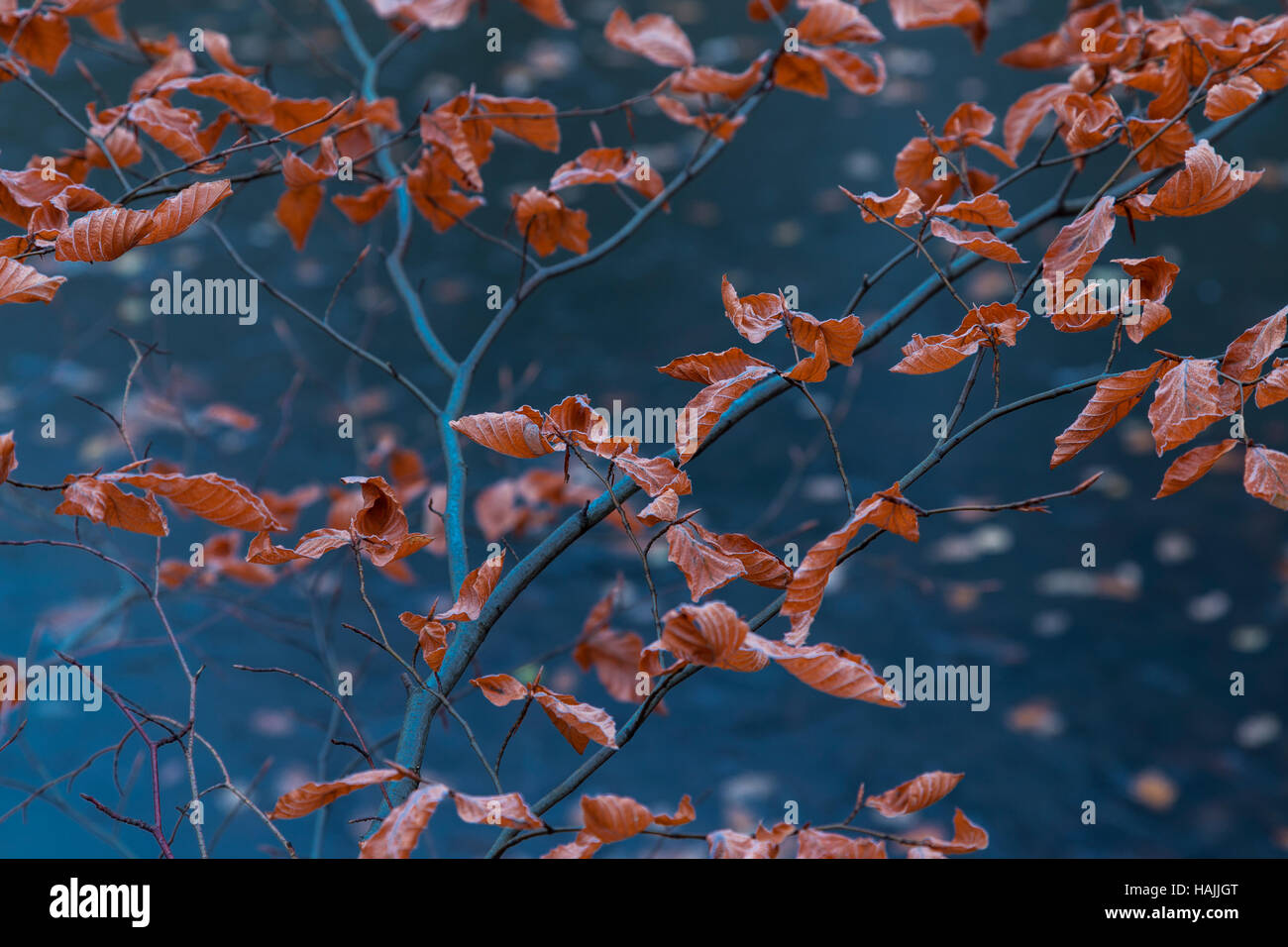 Close-up oF Copper Beech Leaves on Twig with Blue Background Stock ...