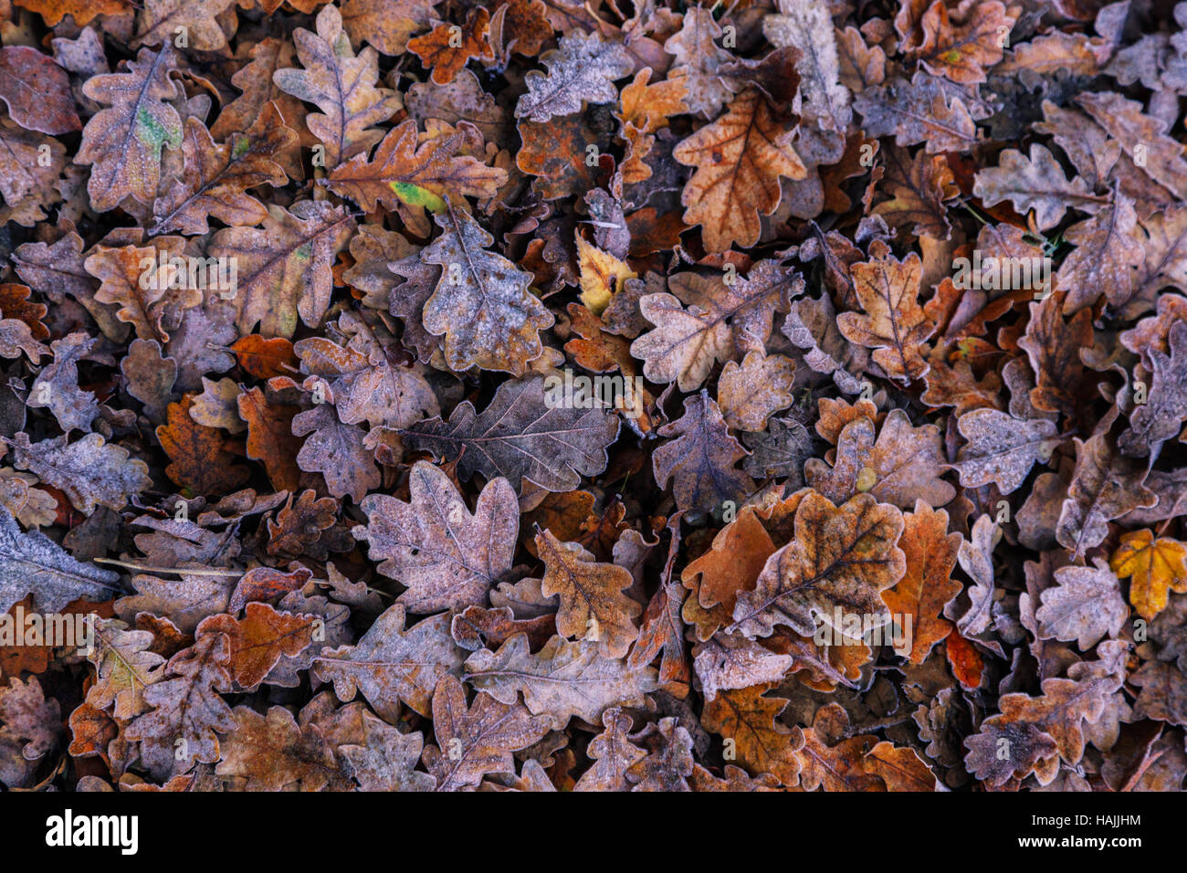 Oak Leaf Fall Stock Photo - Alamy
