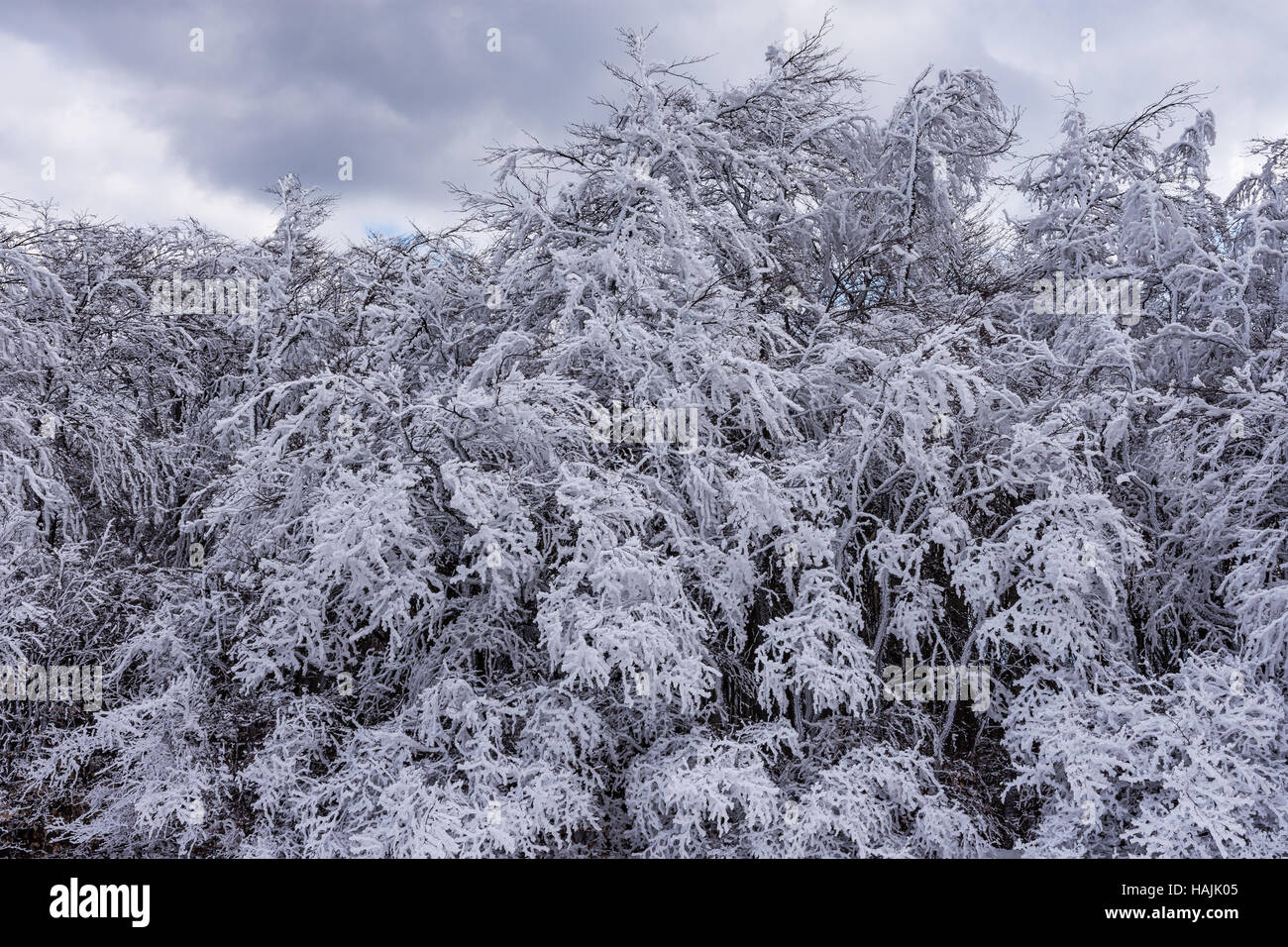 Winter Cloudy Cold Iced Frozen Trees White Fairytale Stock Photo - Alamy
