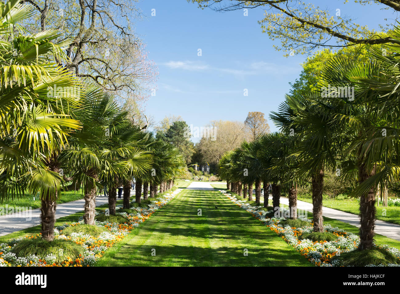 Spring Palm Trees