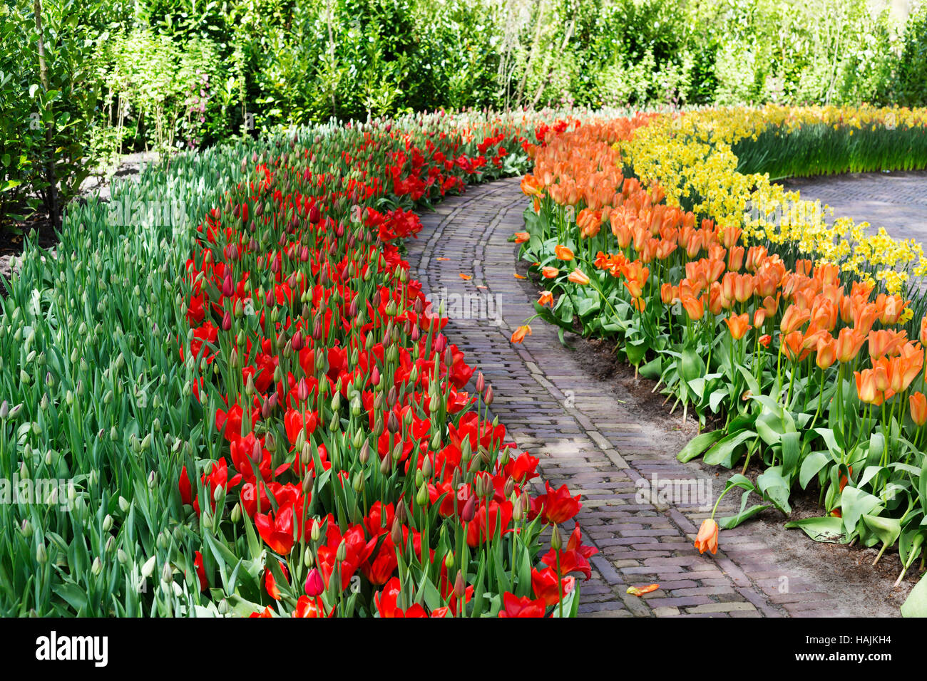 Lisse netherlan hi-res stock photography and images - Alamy