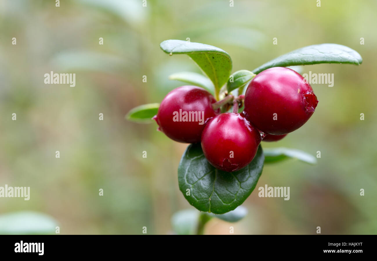 Wild berries in woods hi-res stock photography and images - Alamy