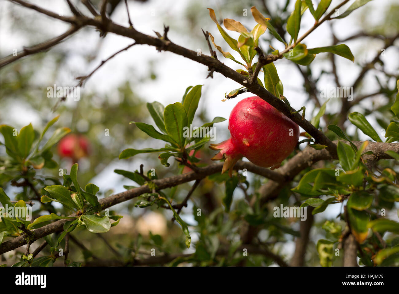 Shallow depth of field photo of ripe pomegranate fruit on tree branch ...