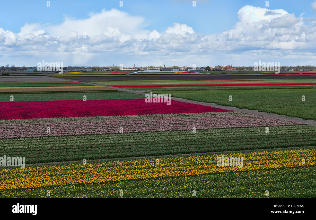 Tulip farm. Beautiful outdoor scenery in Netherlands, Europe Stock ...