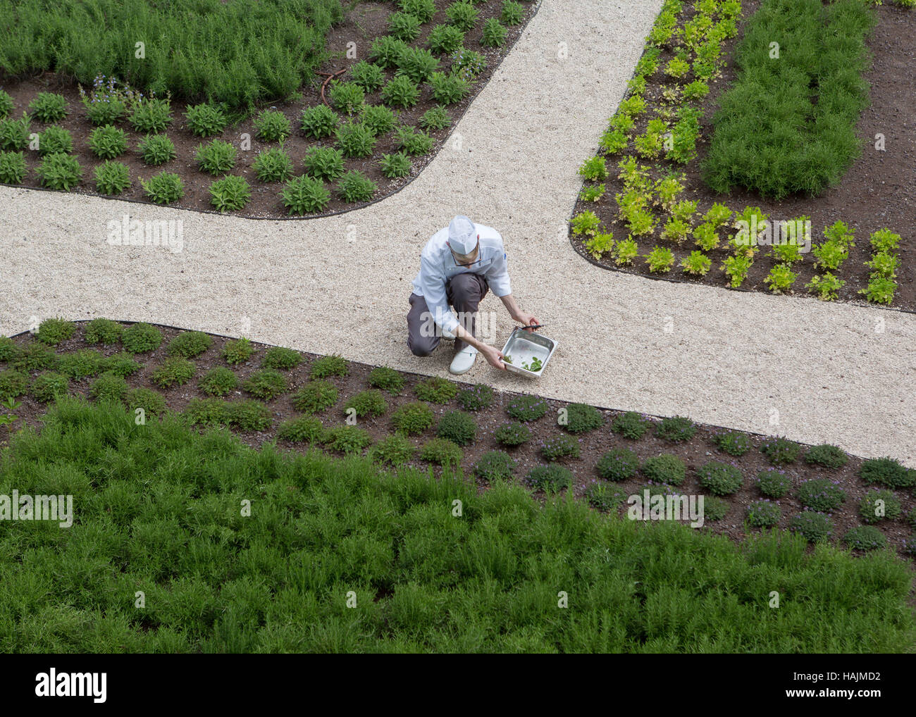 Chef collection herbs from his herbal garden Stock Photo - Alamy