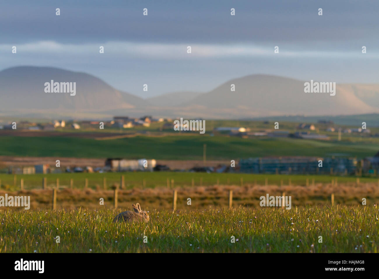 Brown rabbit in field, Orkney isles Stock Photo - Alamy