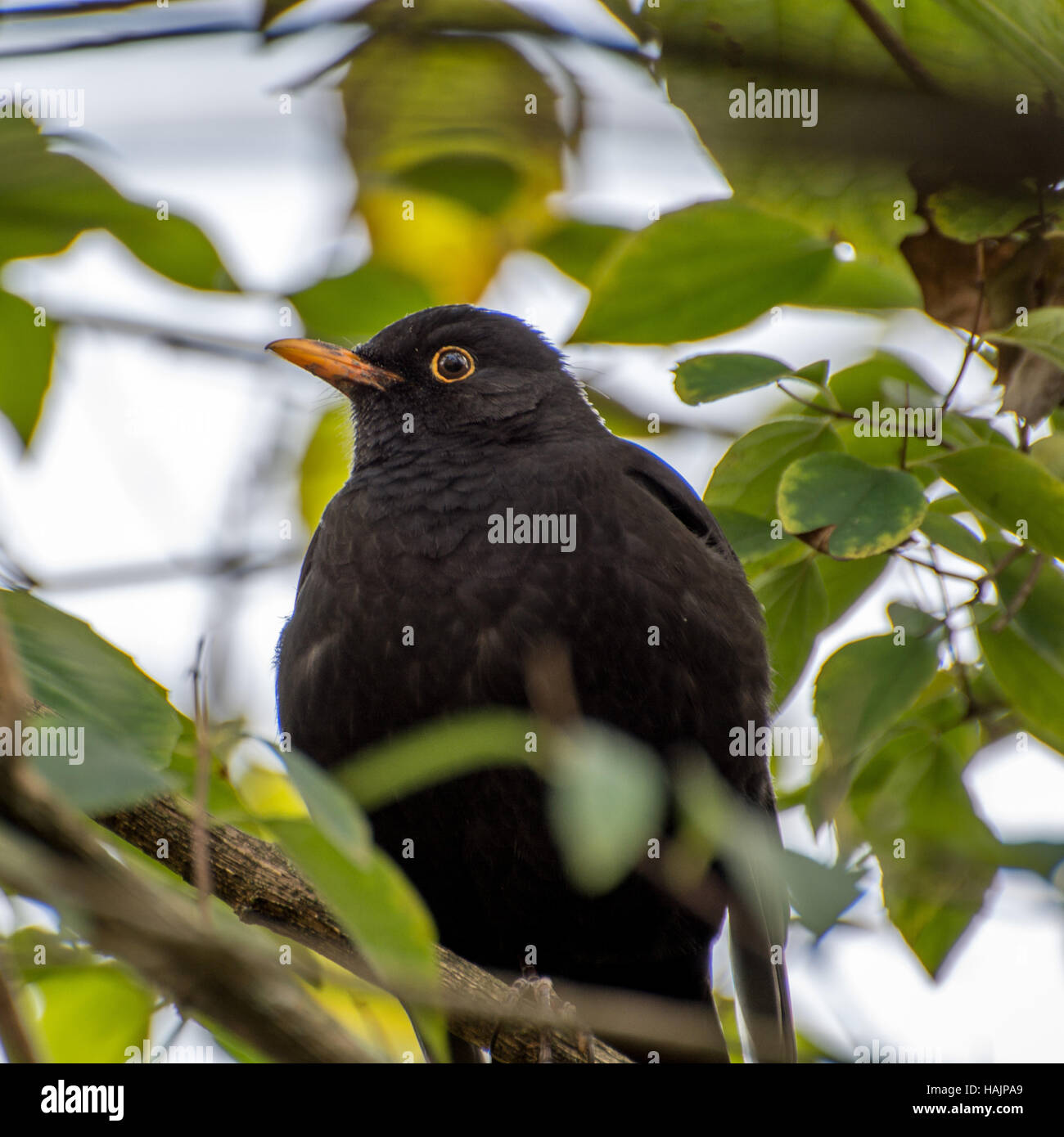 Black-bird looking at camera Stock Photo - Alamy