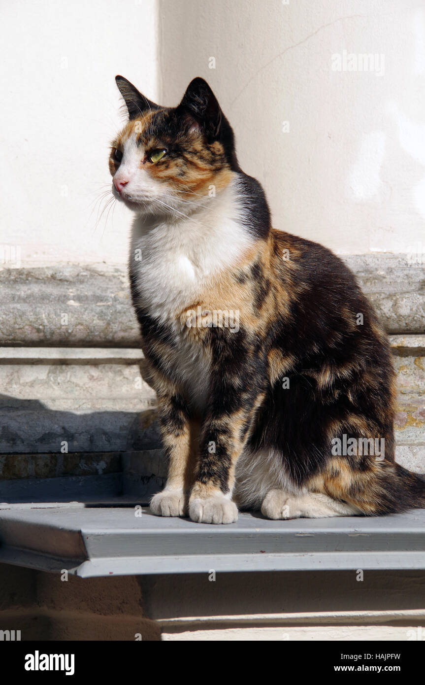 Monastery cat, St Petersburg, Russia Stock Photo - Alamy