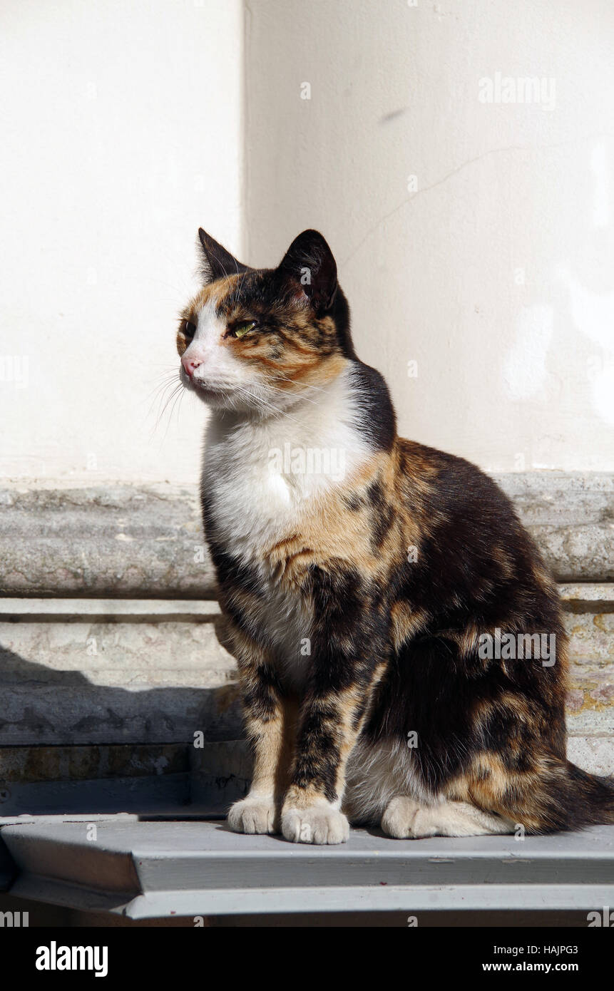 Monastery cat, St Petersburg, Russia Stock Photo - Alamy