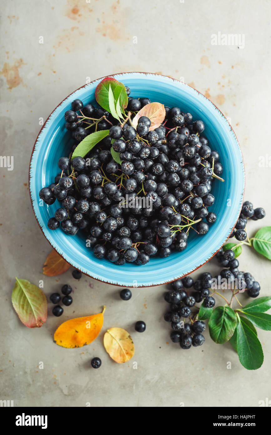 Black chokeberry hi-res stock photography and images - Alamy