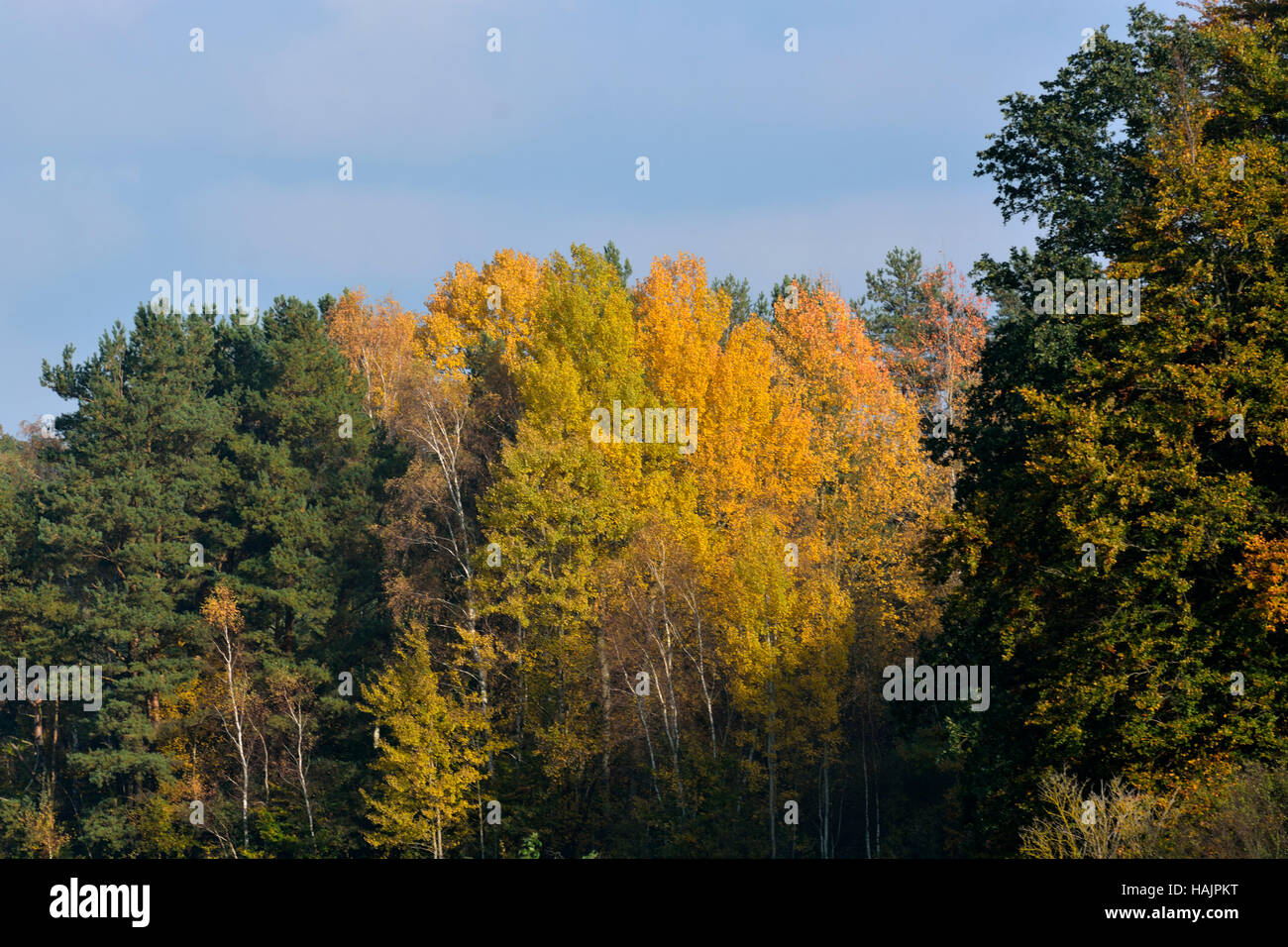 Trees with different colors hi-res stock photography and images - Alamy