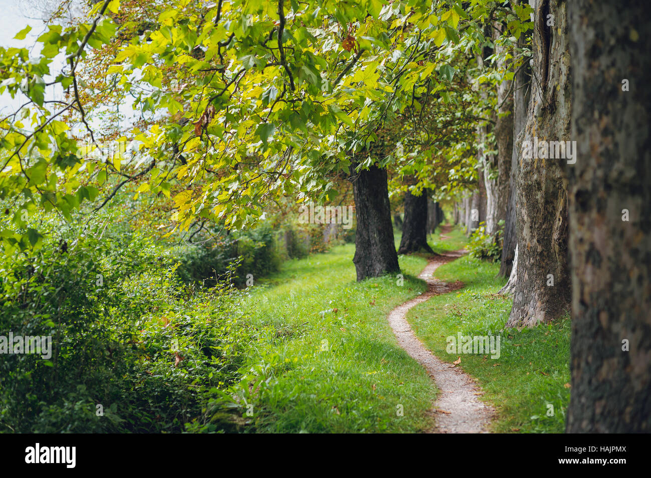 Path winding through a park Stock Photo - Alamy