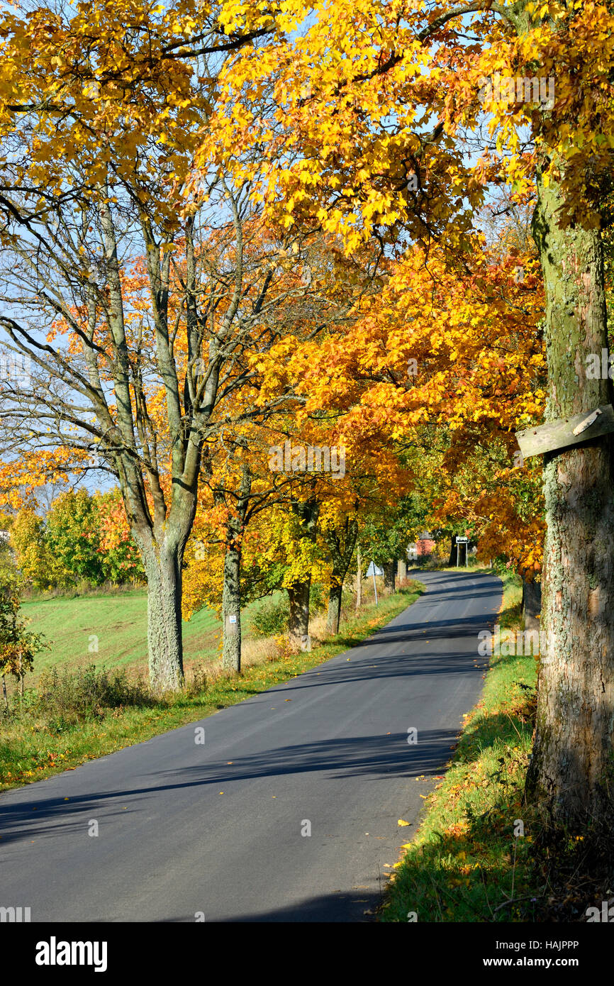 Different colors of autumn trees hi-res stock photography and images ...