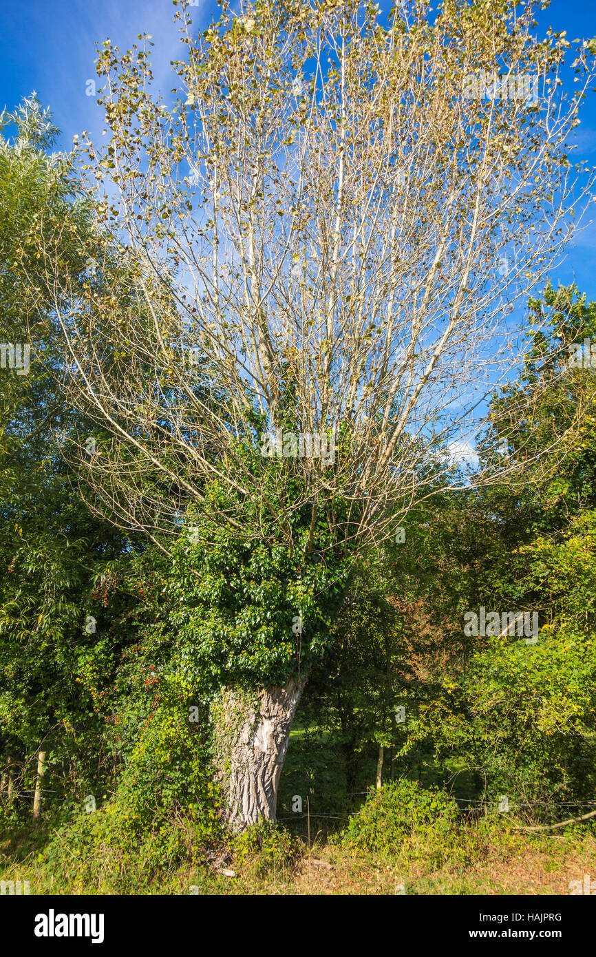Black poplar tree hi-res stock photography and images - Alamy