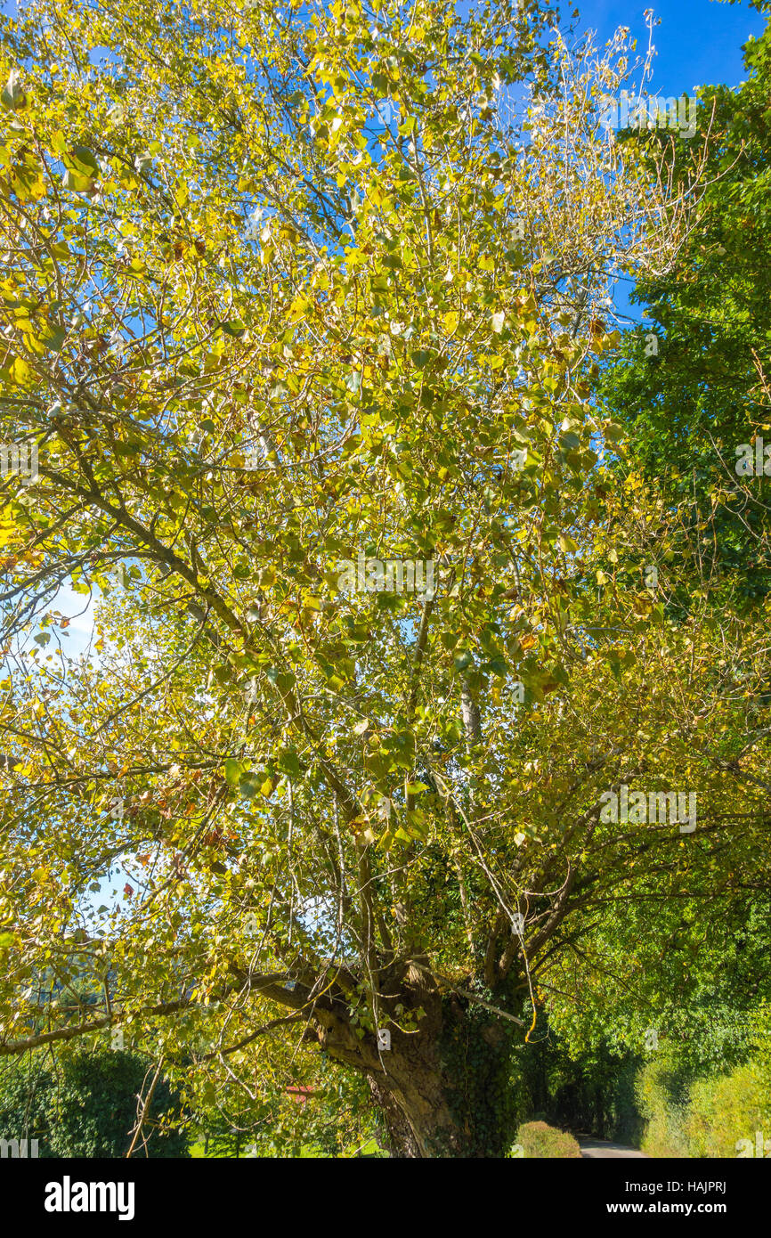 Black Poplar tree (populus nigra) Herefordshire UK Stock Photo - Alamy