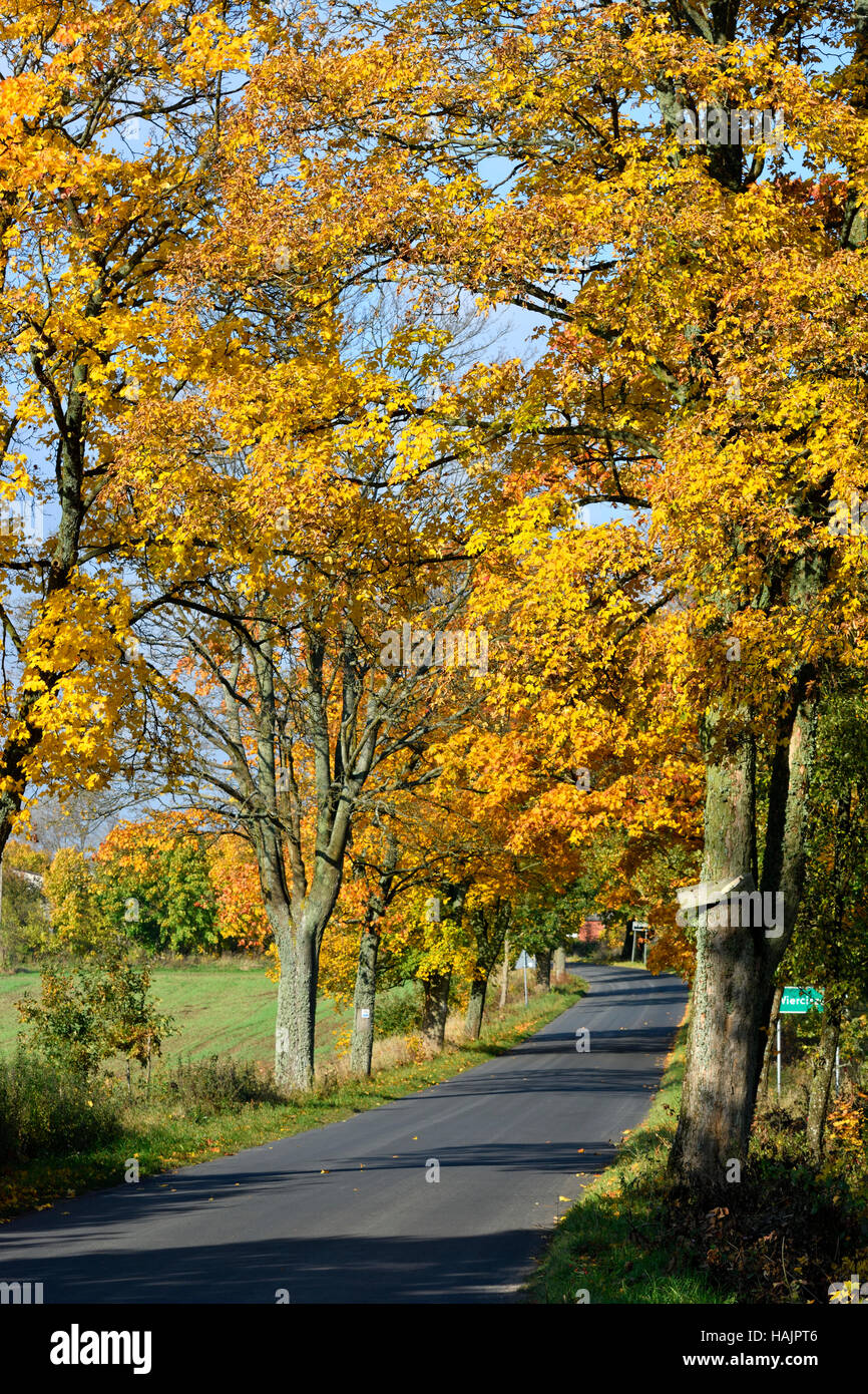 Road trees yellow leaves hi-res stock photography and images - Alamy
