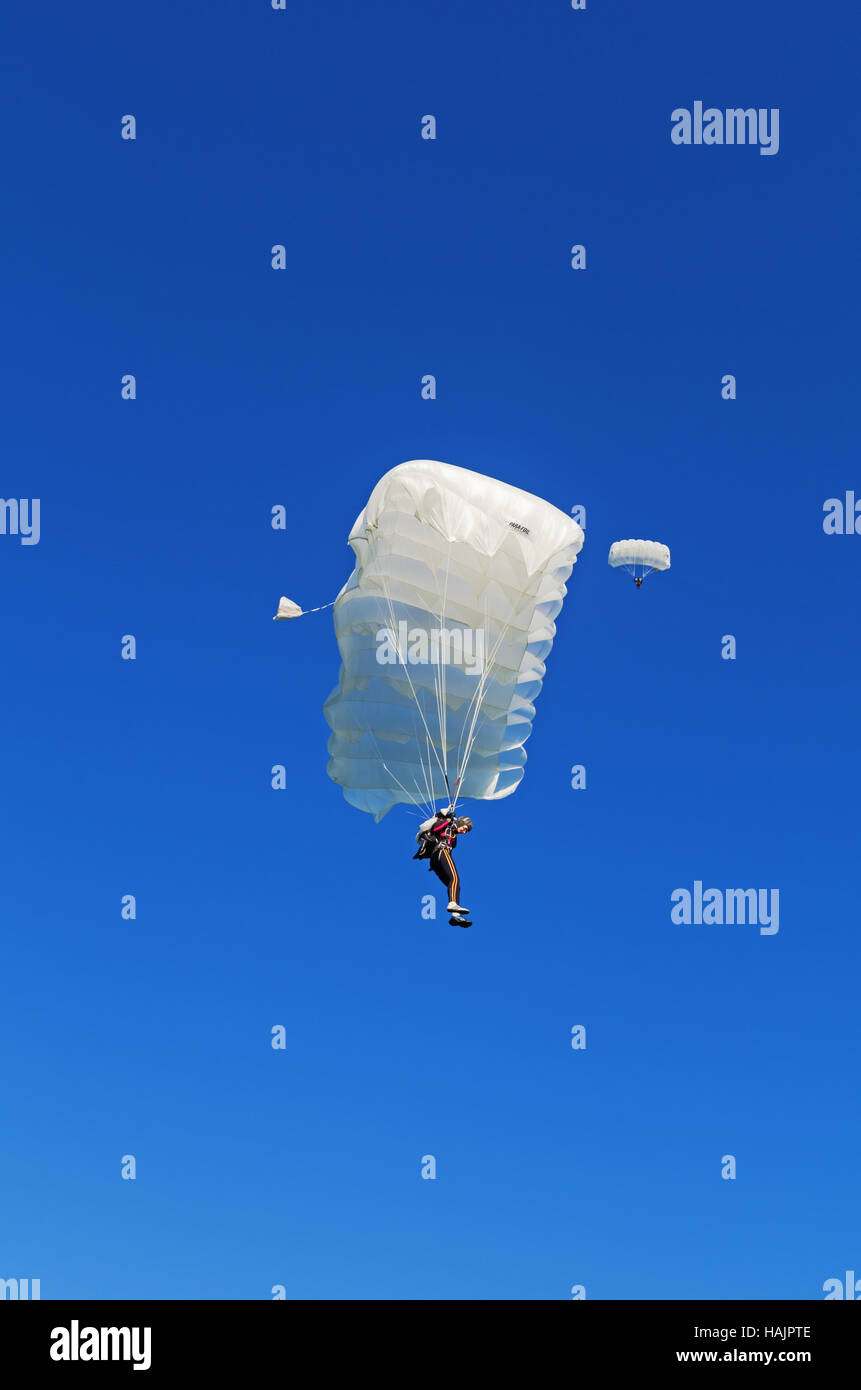Parachutists - 2015.Flight under the parachute Stock Photo - Alamy