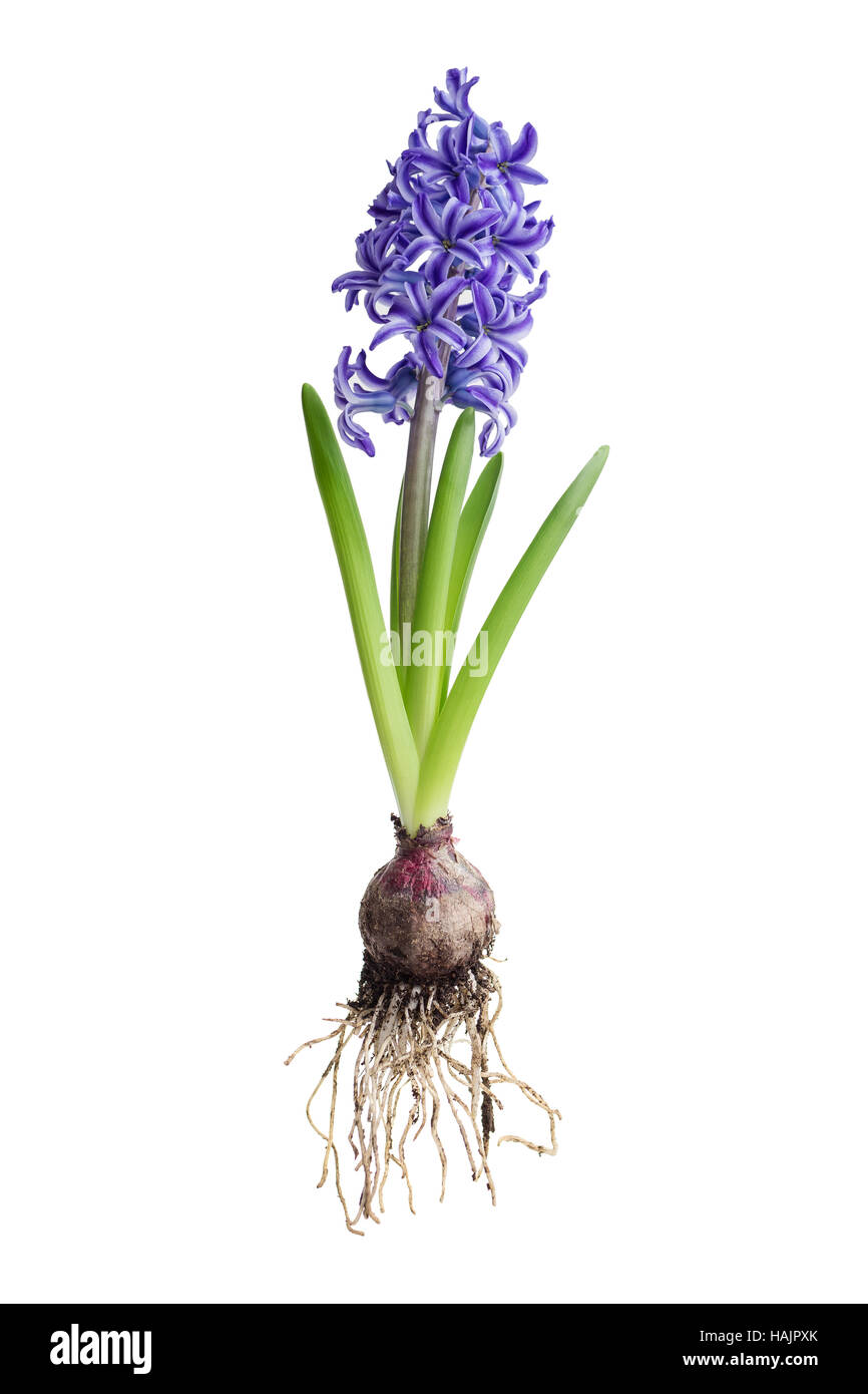 Hyacinth plant on white background, showing bulb Stock Photo - Alamy