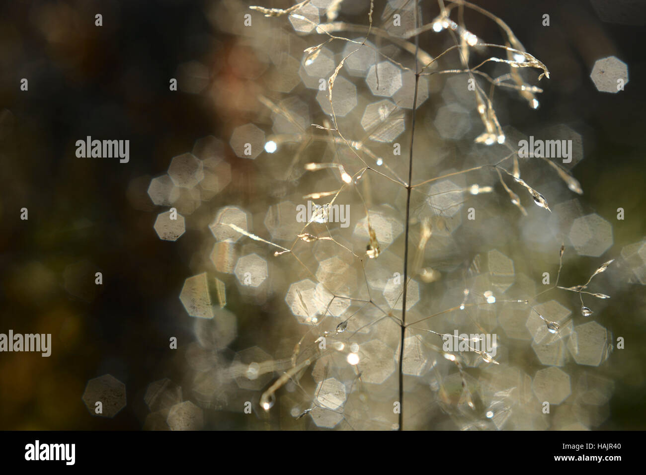 reflections of the sun in a drop of water Stock Photo - Alamy