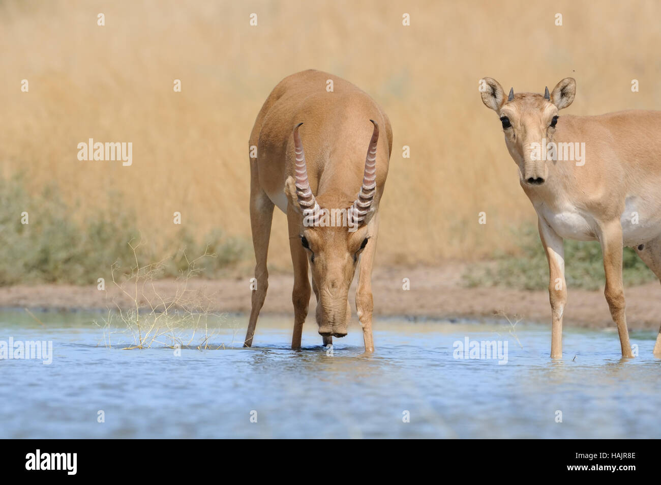 Saiga antelope tatarica in hi-res stock photography and images - Alamy