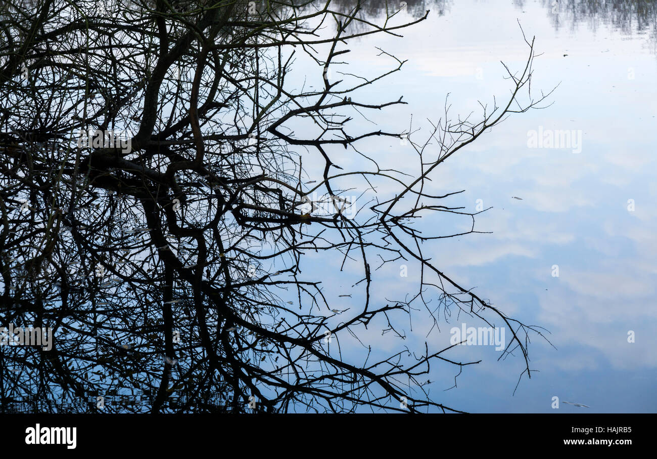 Overhanging tree branches hi-res stock photography and images - Alamy