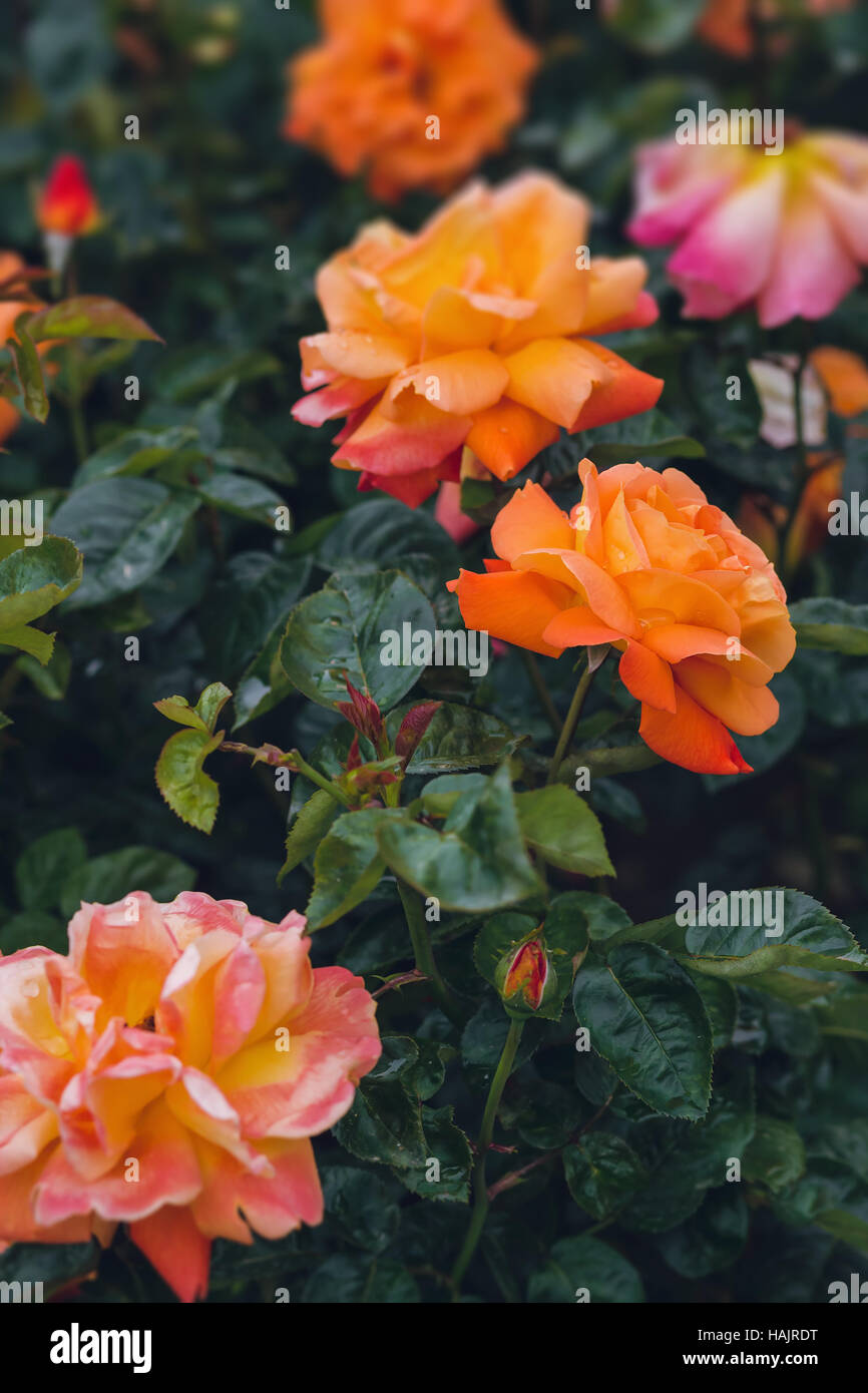 Beauty of nature growing hi-res stock photography and images - Alamy