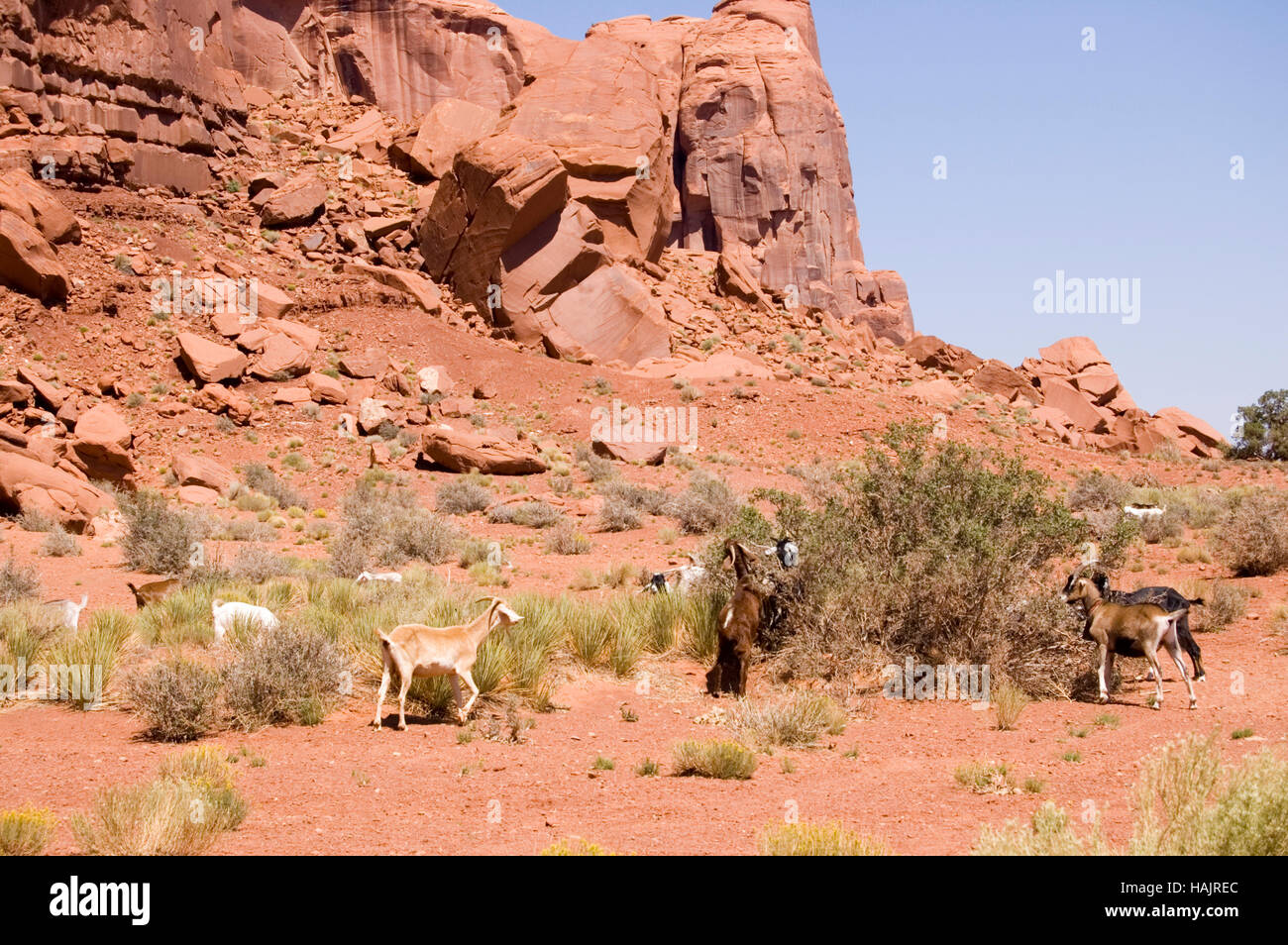 U.S.A. UTAH; NAVAJO TRIBAL PARK; MONUMENT VALLEY GRAZING GOATS Stock ...