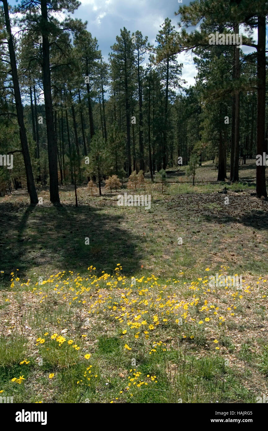 U.S.A.ARIZONA; CONIFERS AND WILD FLOWERS IN KAIBAB FOREST Stock Photo ...