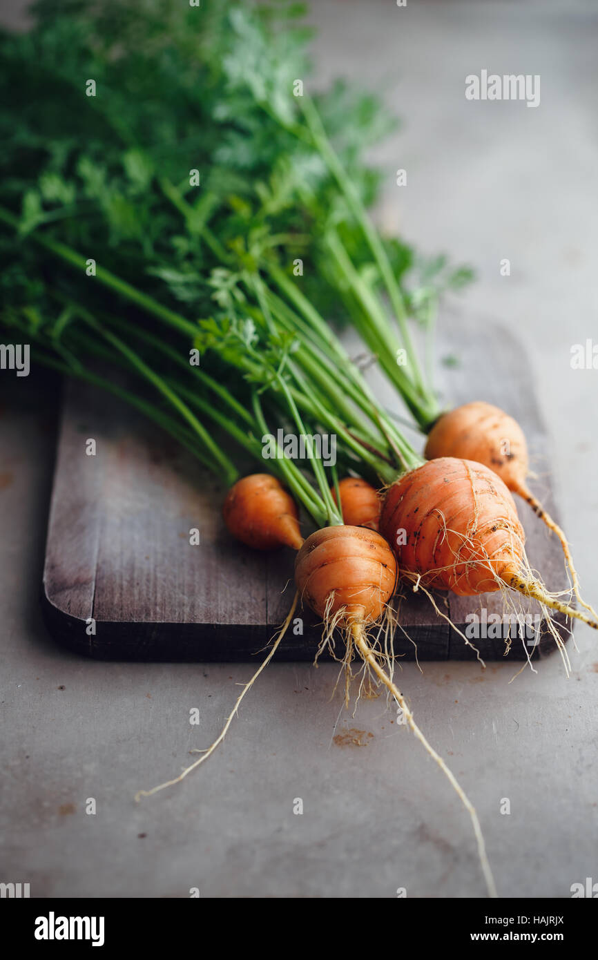 Bunch of small, round carrots (Parisian Heirloom Carrots). A bunch of ...